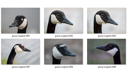 Goose Dataset - Shell Beach